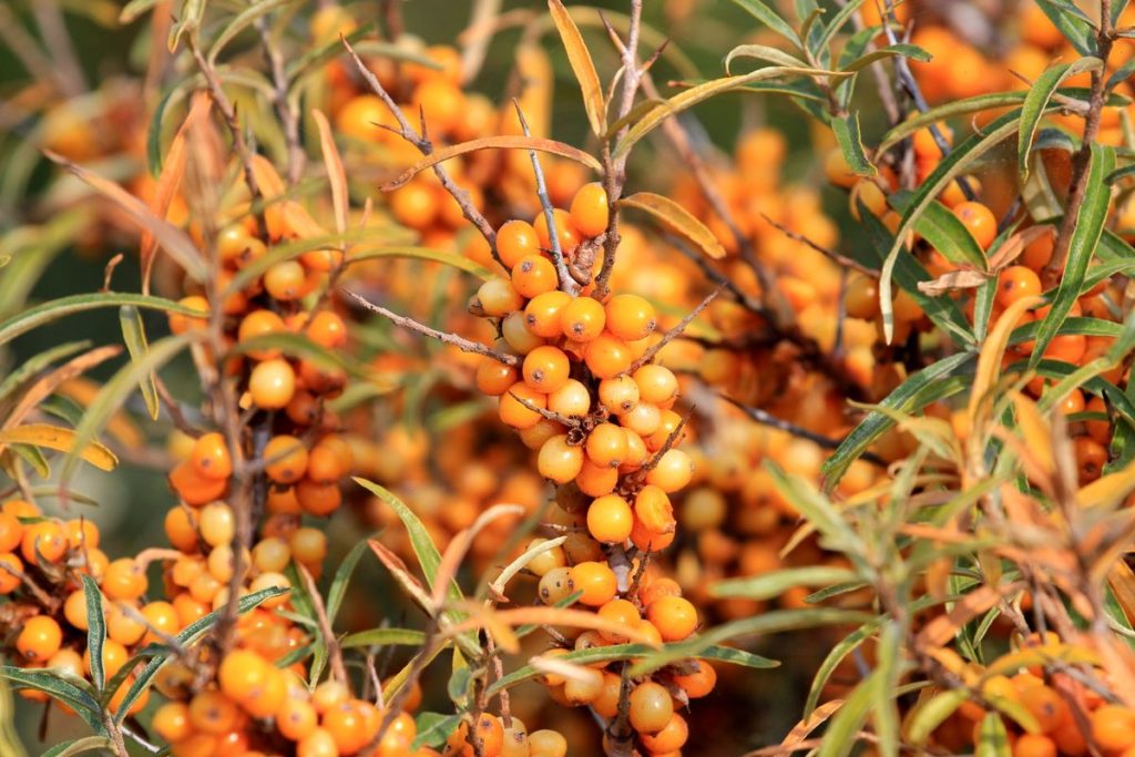 Argousier - Le platier d'Oye