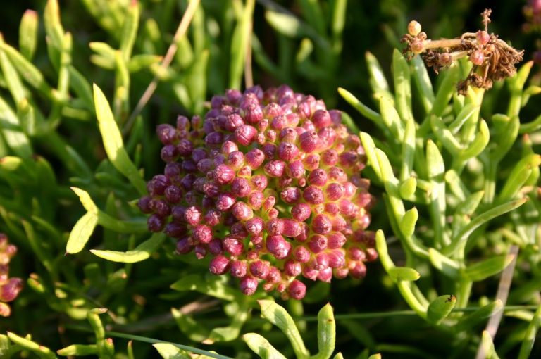 Criste marine - Le platier d'Oye