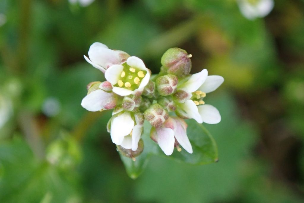 Cranson danois - Le platier d'Oye
